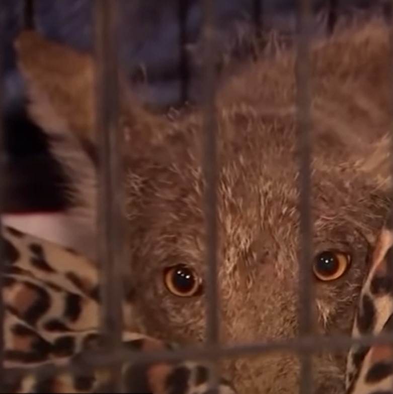 Personne ne sait ce qu'est cette créature: une femme sauve un animal ...